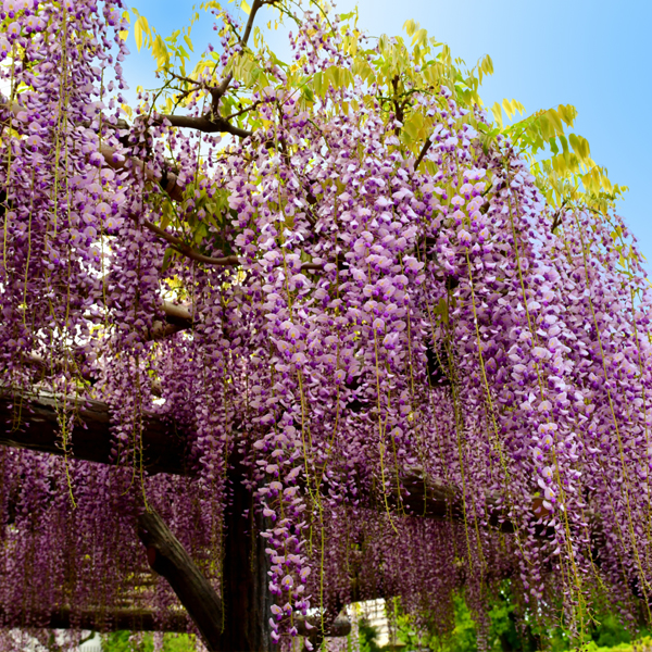 Wisteria plant store